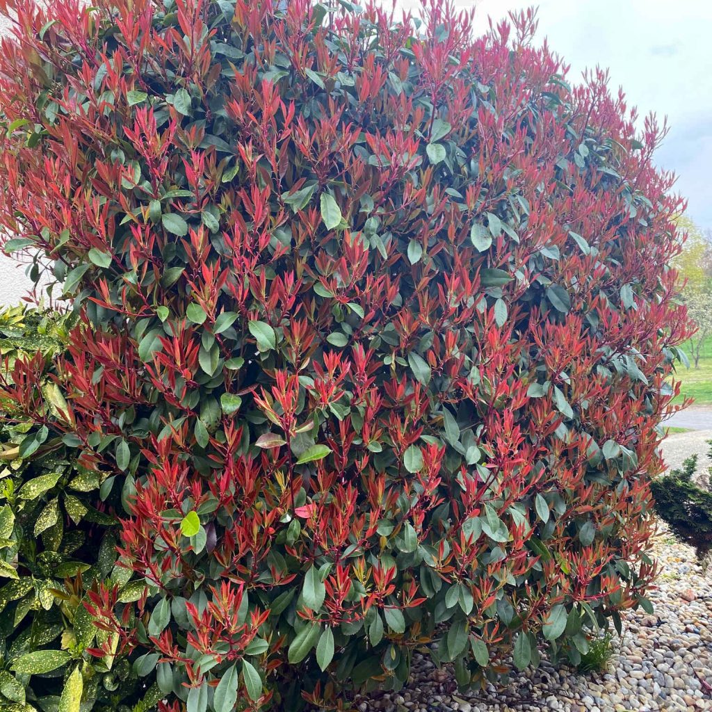 Fotinija (e) – iznimno popularna živica atraktivnog izgleda