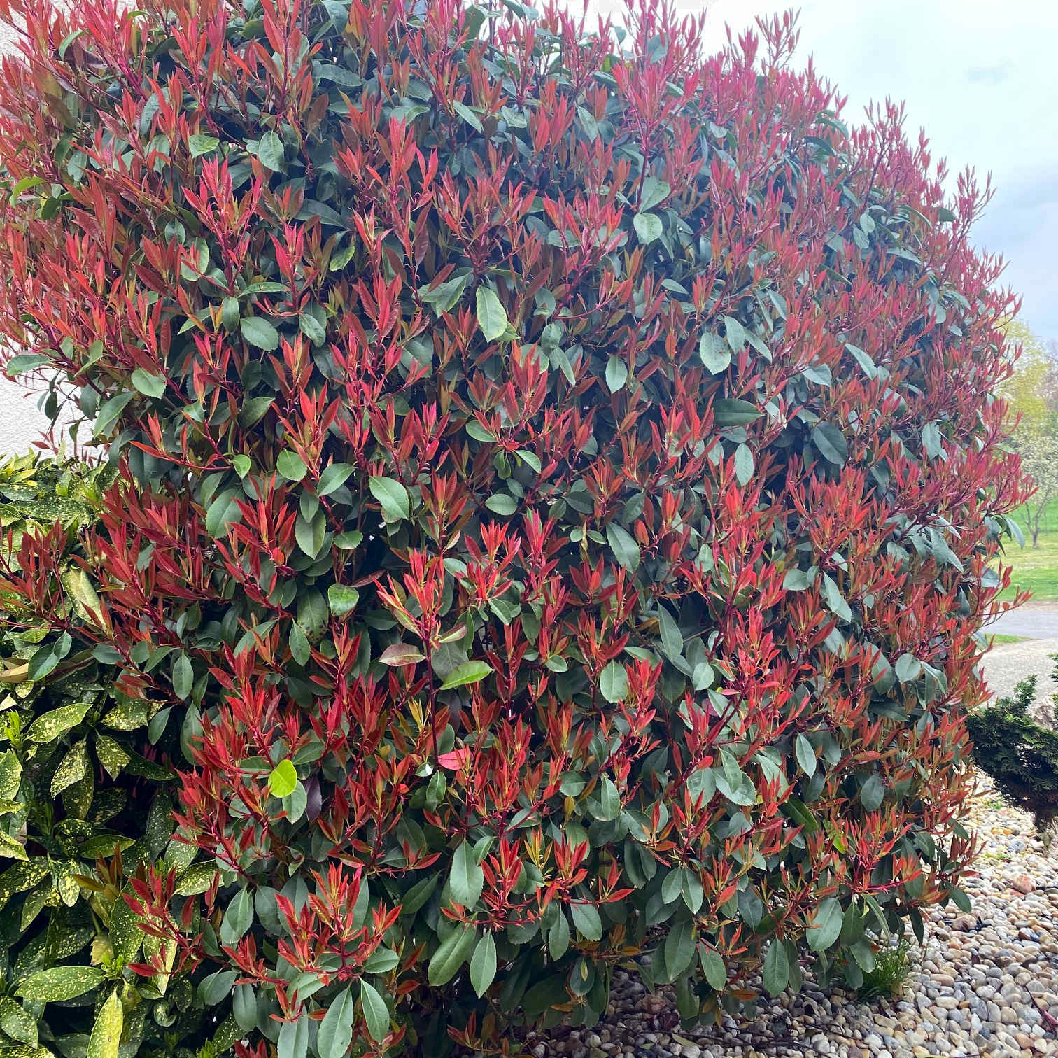 Fotinija (e) – iznimno popularna živica atraktivnog izgleda