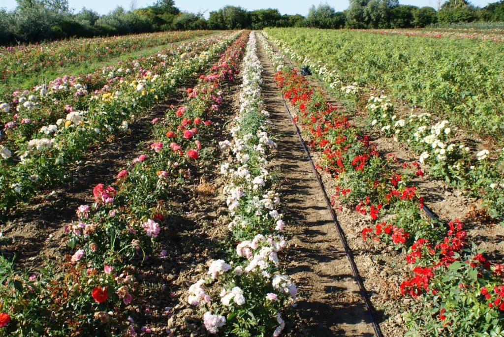 Sadnice - najveća ponuda sadnica iz vlastite proizvodnje