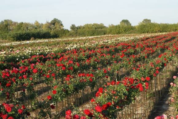 Sadnice - najveća ponuda sadnica iz vlastite proizvodnje