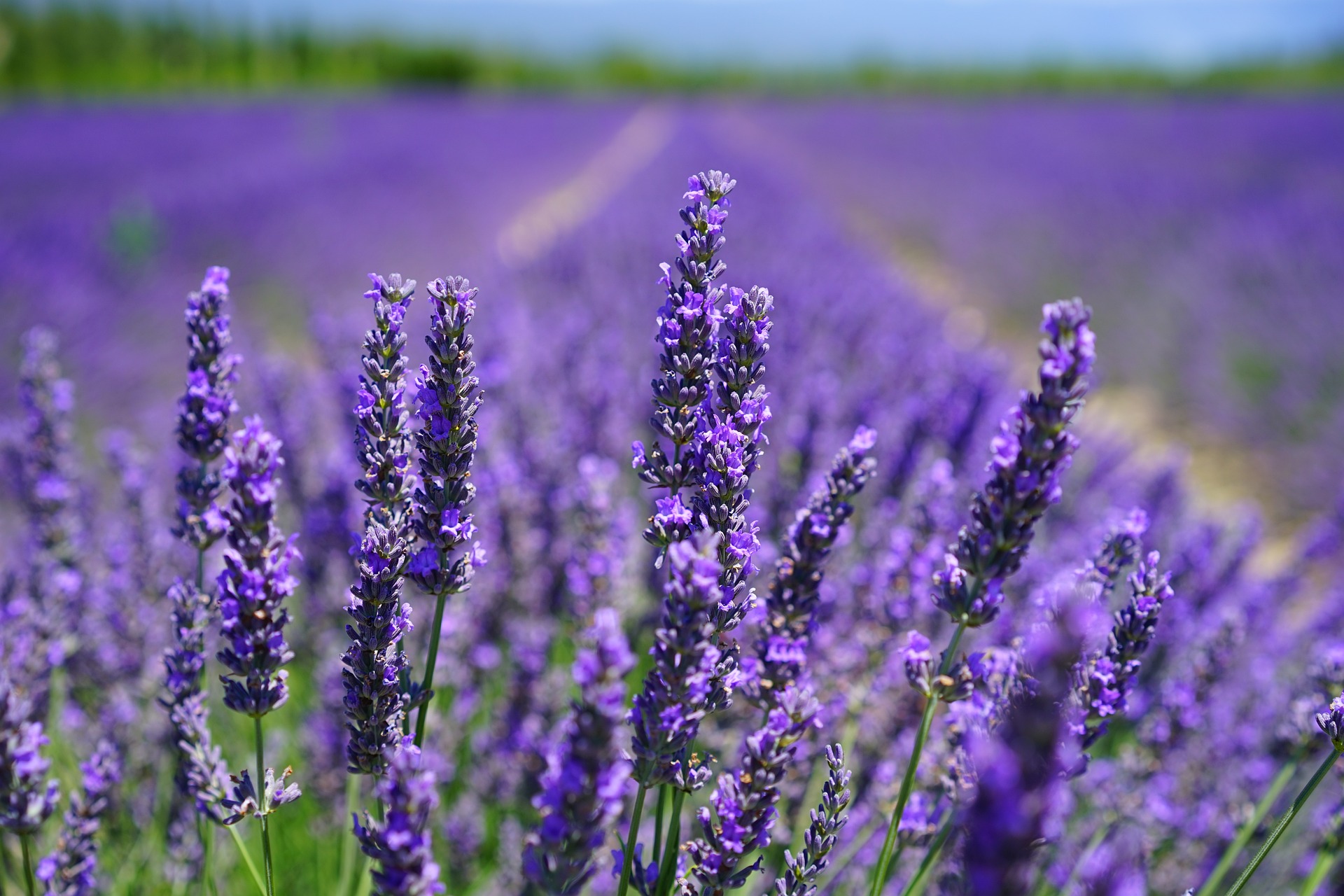Lavanda – ljekovita i iznimno korisna biljka