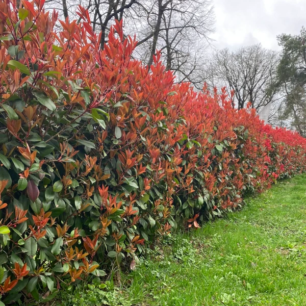 Fotinija (e) – iznimno popularna živica atraktivnog izgleda